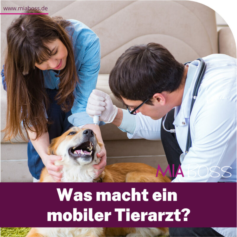 Rezensionen Fur Felmo Mobiler Tierarzt Hamburg
