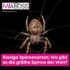 Die größte Spinne der Welt: Wo gibt es die Riesenspinnen?