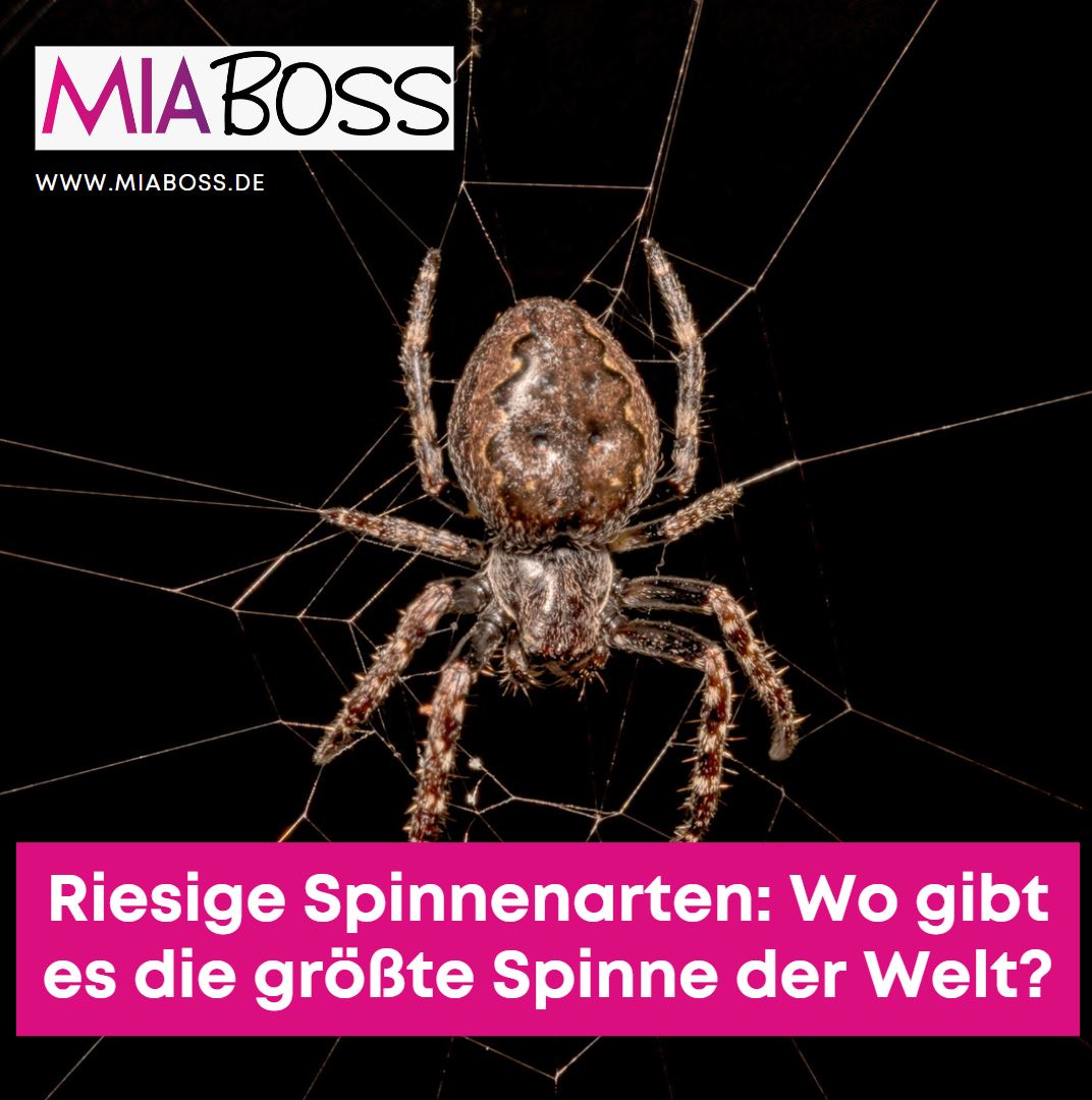 Die größte Spinne der Welt: Wo gibt es die Riesenspinnen?